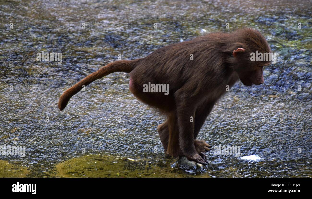 Family or herding of hamadryas baboon in a zoological garden, papio ...