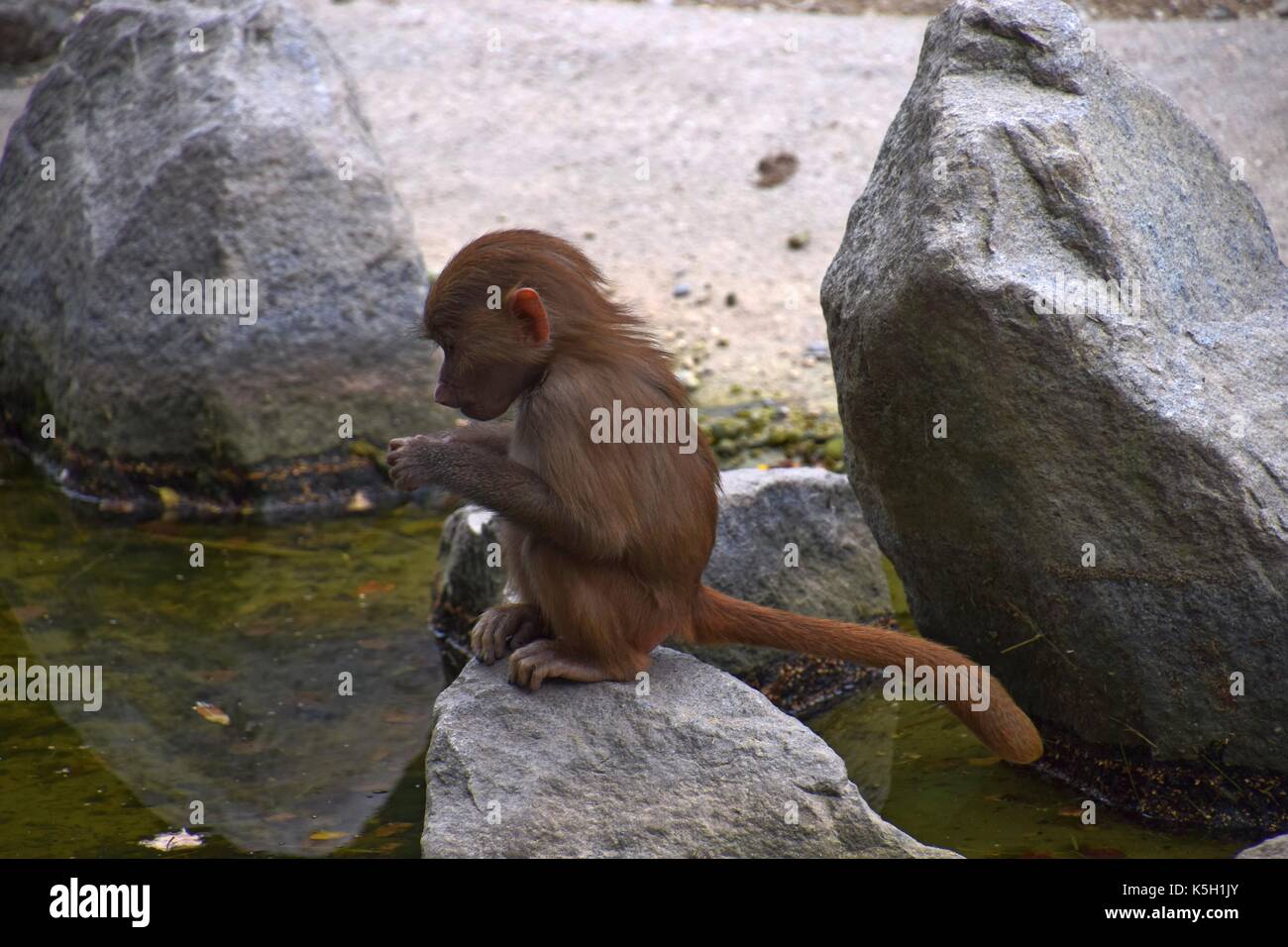 Herding females and young hi-res stock photography and images - Alamy