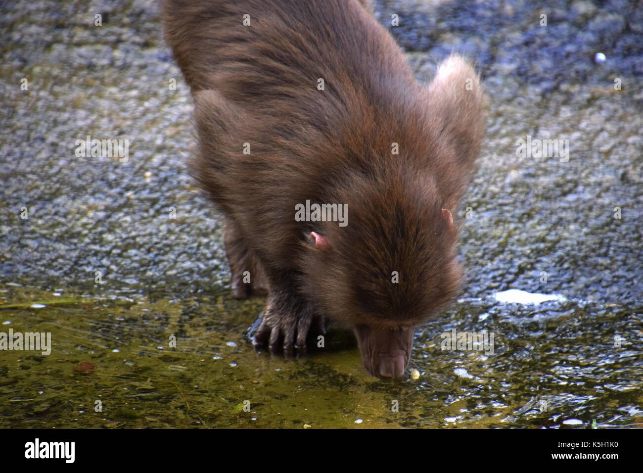 Family or herding of hamadryas baboon in a zoological garden, papio ...