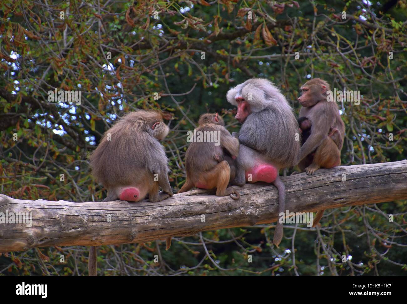 Family or herding of hamadryas baboon in a zoological garden, papio ...