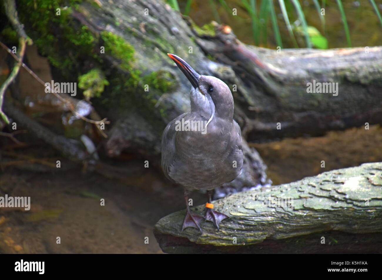 female of a larosterna inca at a stream, Larosterna Standing on a tree ...
