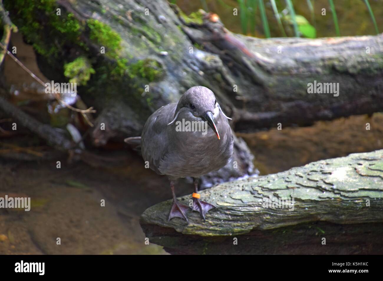female of a larosterna inca at a stream, Larosterna Standing on a tree ...