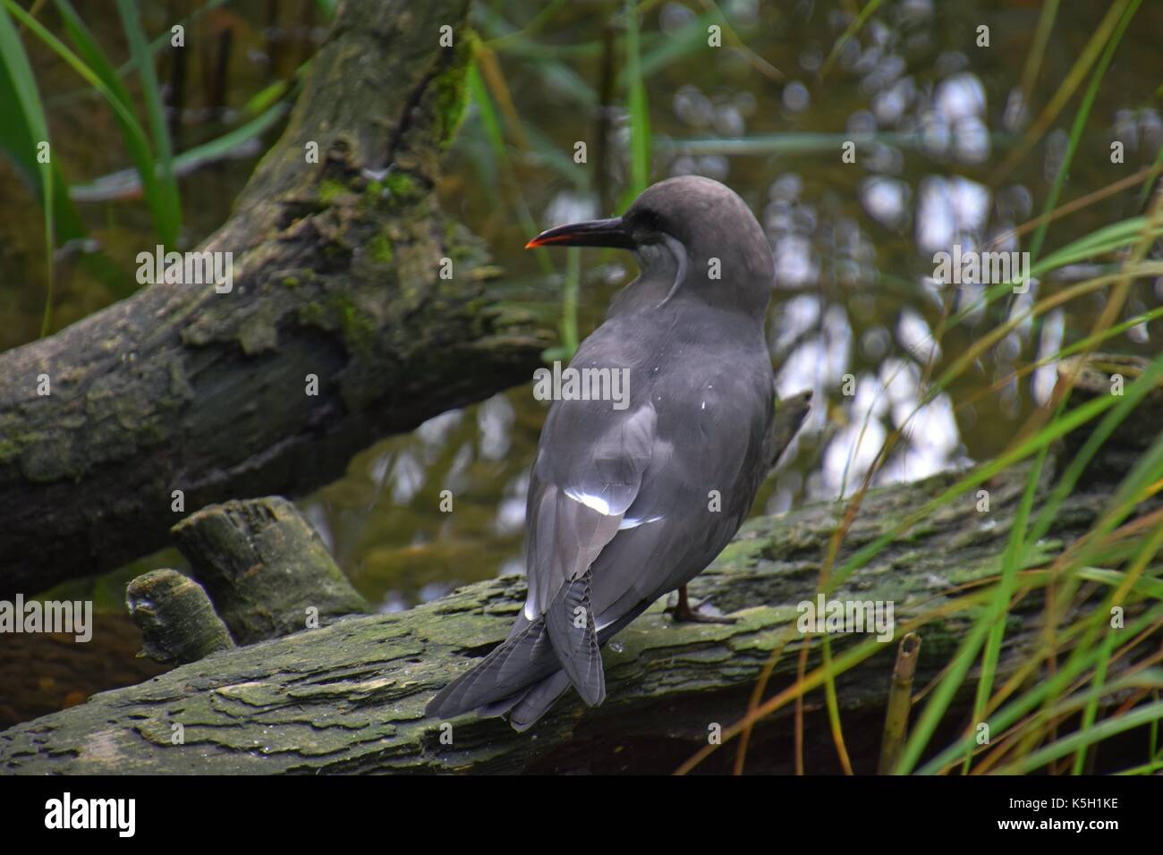 female of a larosterna inca at a stream, Larosterna Standing on a tree ...