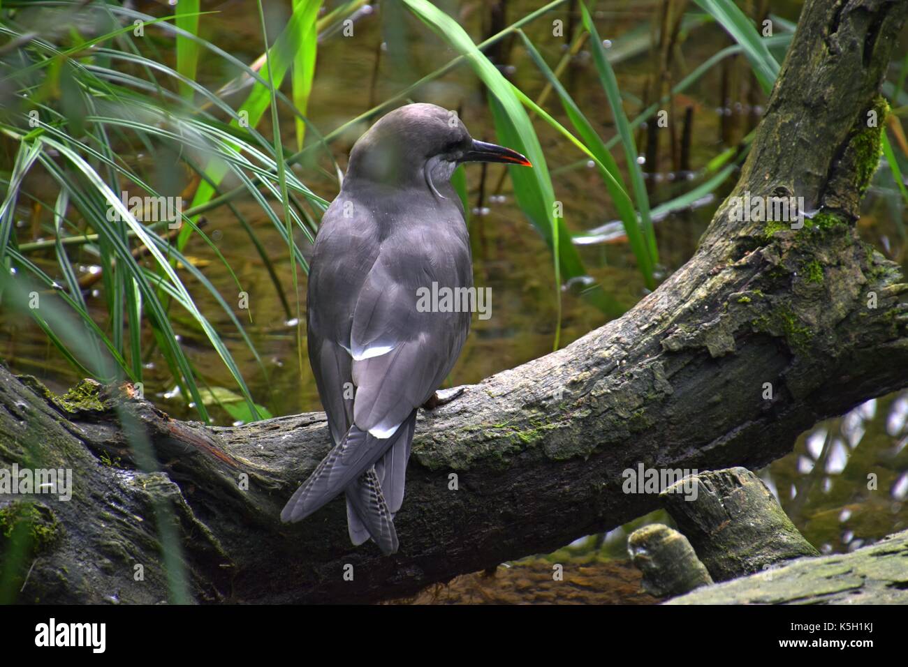 female of a larosterna inca at a stream, Larosterna Standing on a tree ...