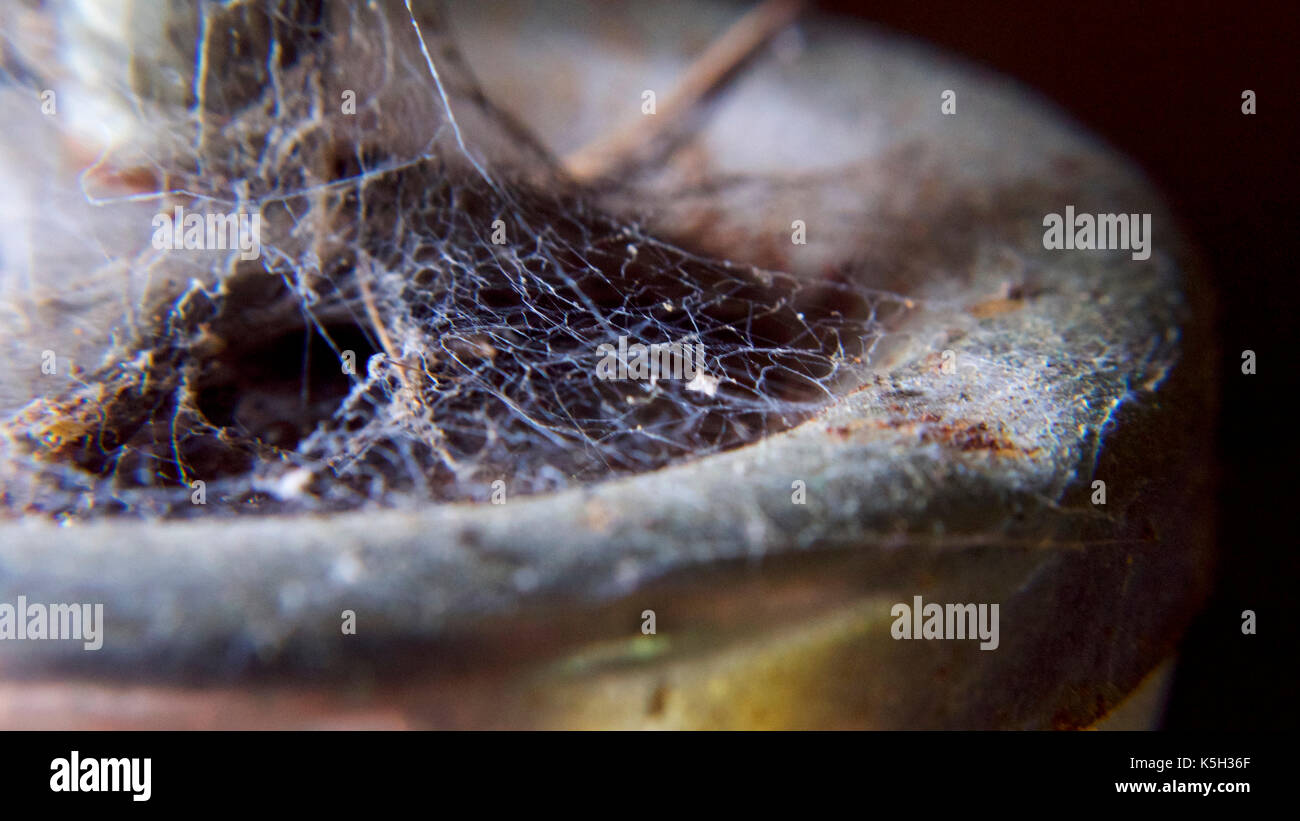 Real spiders hi-res stock photography and images - Alamy