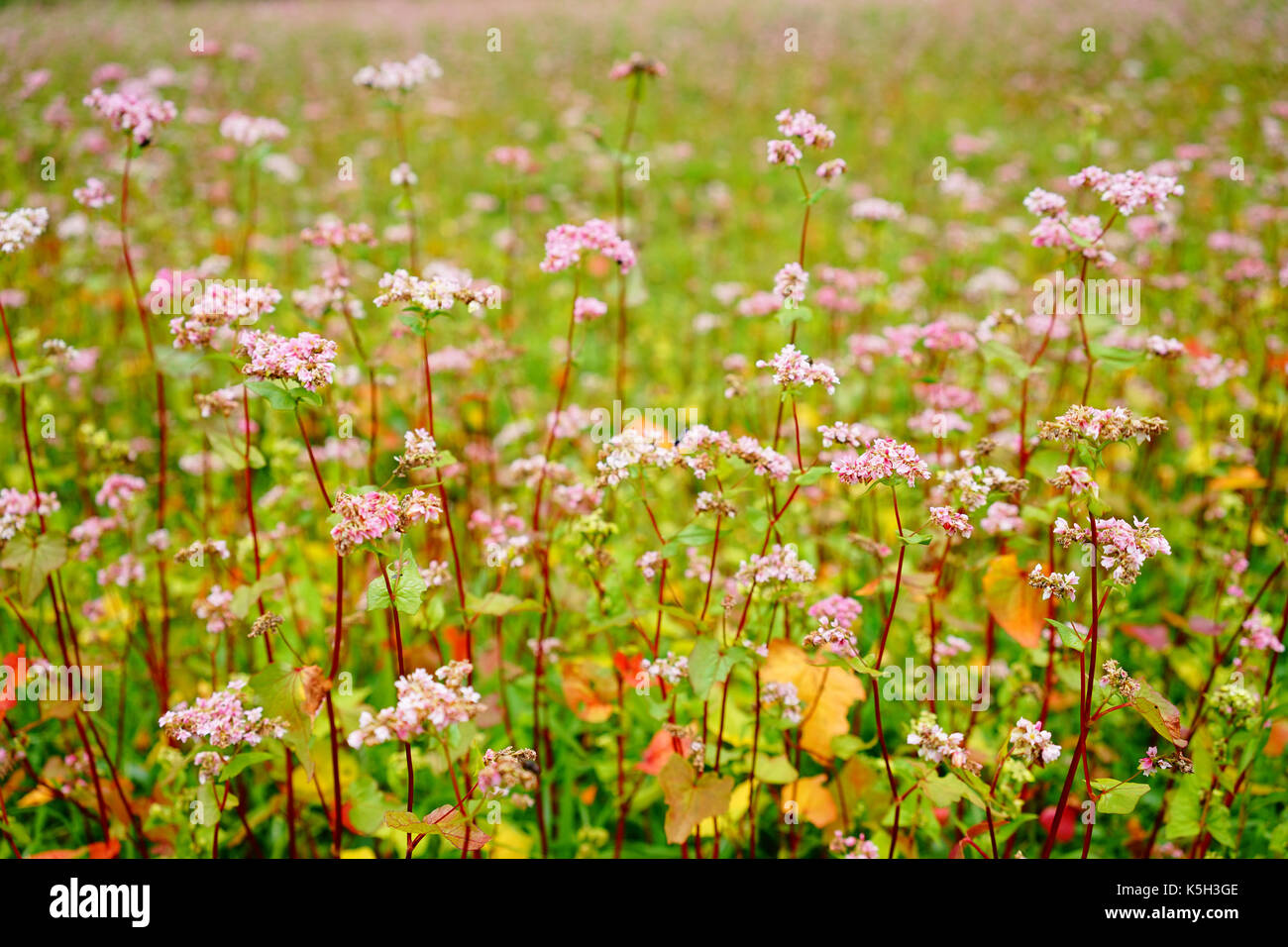 Spring flowers bhutan hi-res stock photography and images - Alamy