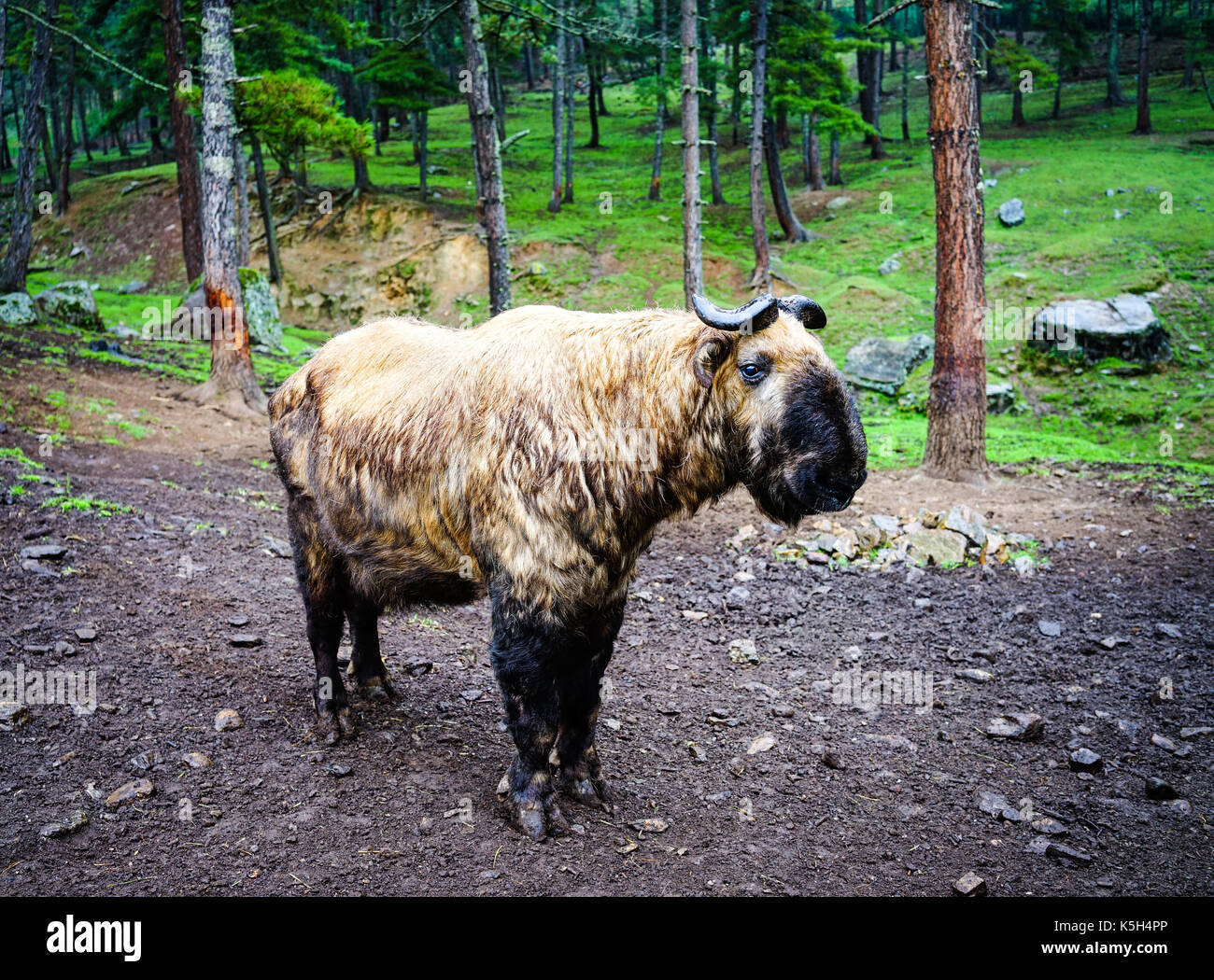 Mountain goat in bhutan hi-res stock photography and images - Alamy