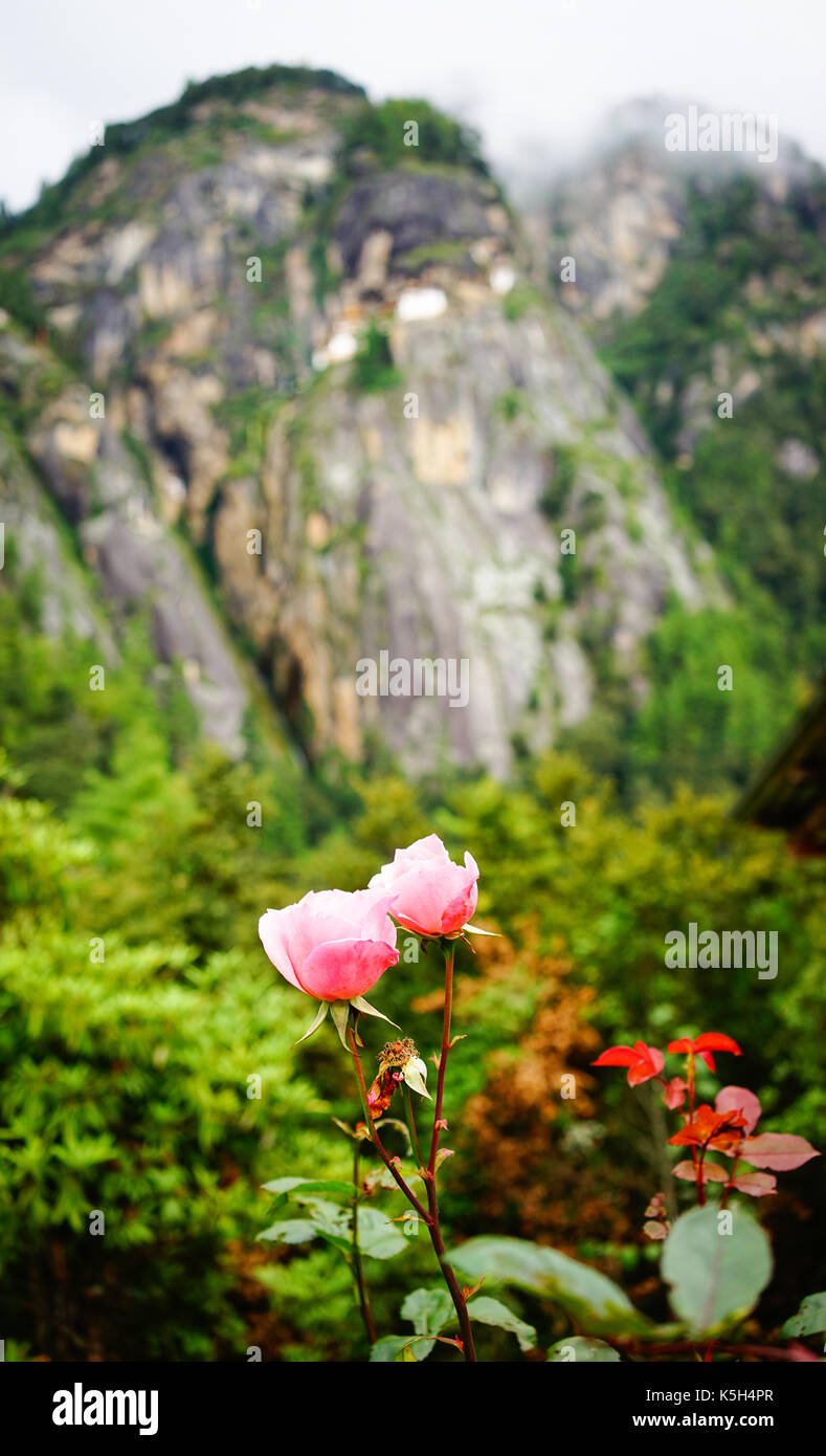 Rose flowers with mountain background at misty day in spring time Stock ...