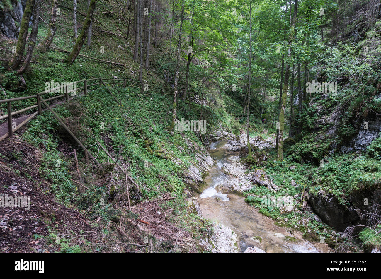 Path through the forest and along the river Stock Photo - Alamy