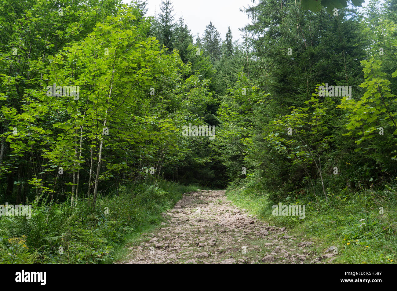 Stone path through the forest Stock Photo - Alamy