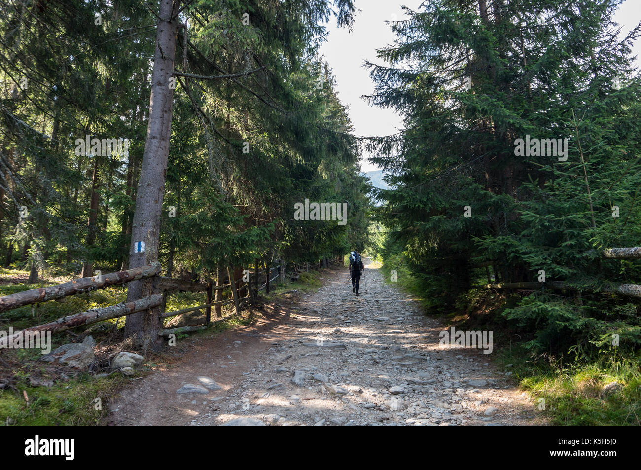 Rodna national park hi-res stock photography and images - Alamy