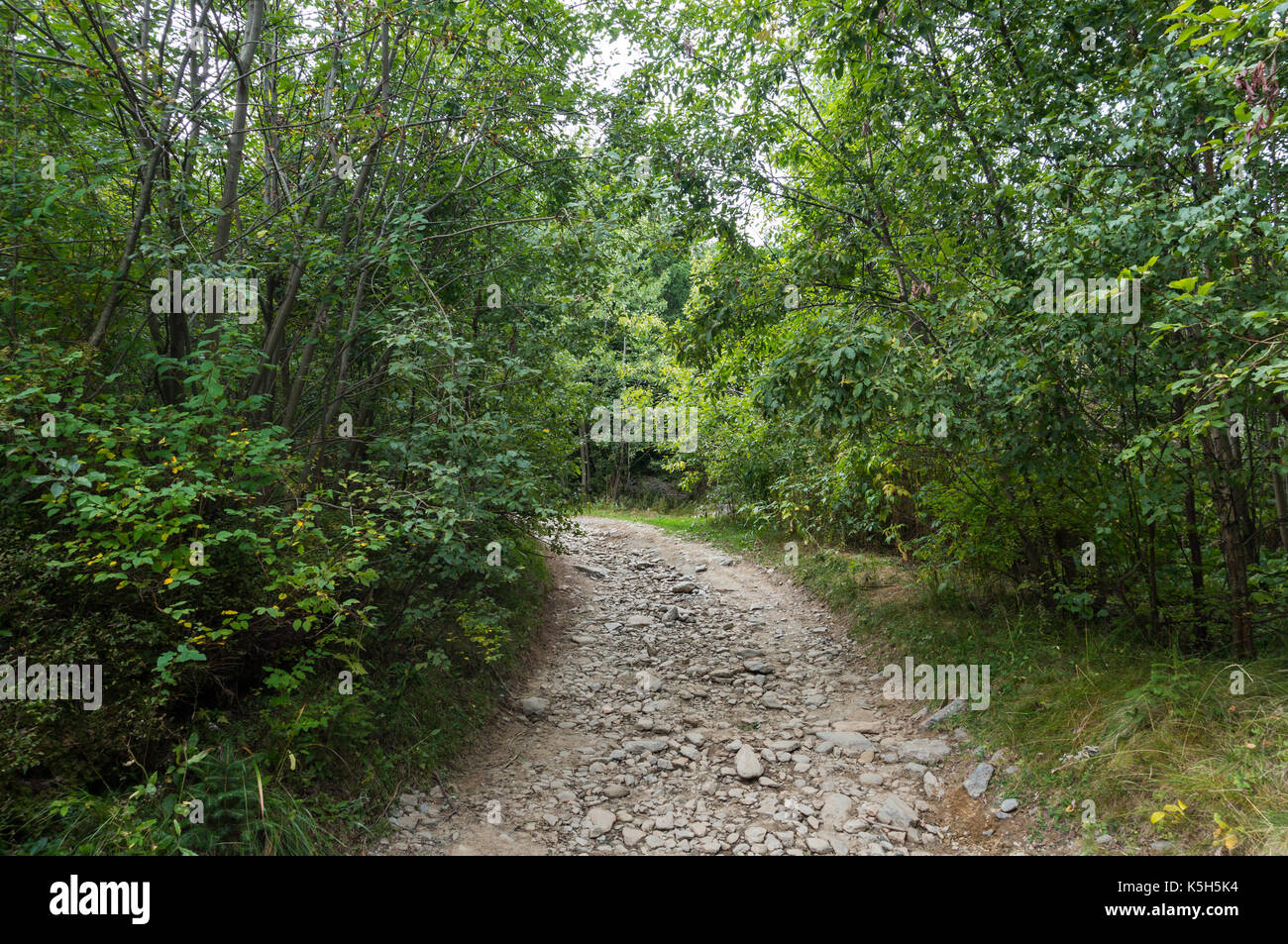 Rodna national park hi-res stock photography and images - Alamy