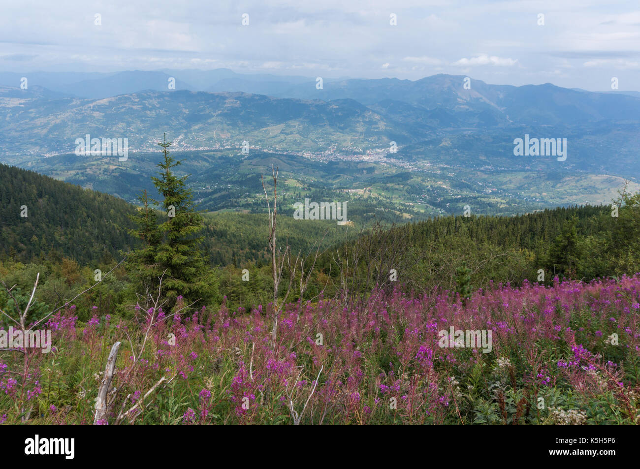 Mountains landscape pink rhododendrons hi-res stock photography and ...
