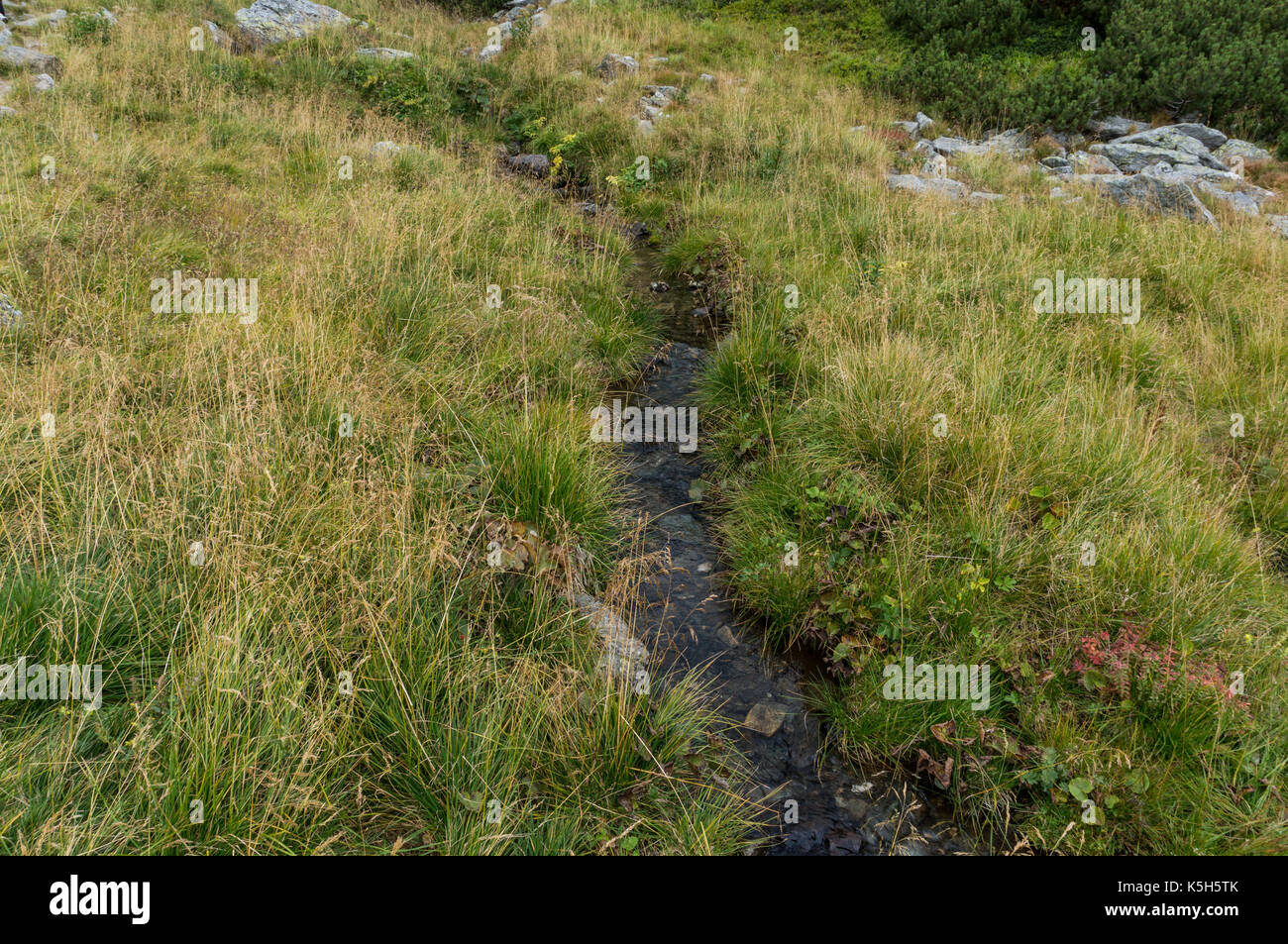 Small alpine stream Stock Photo - Alamy