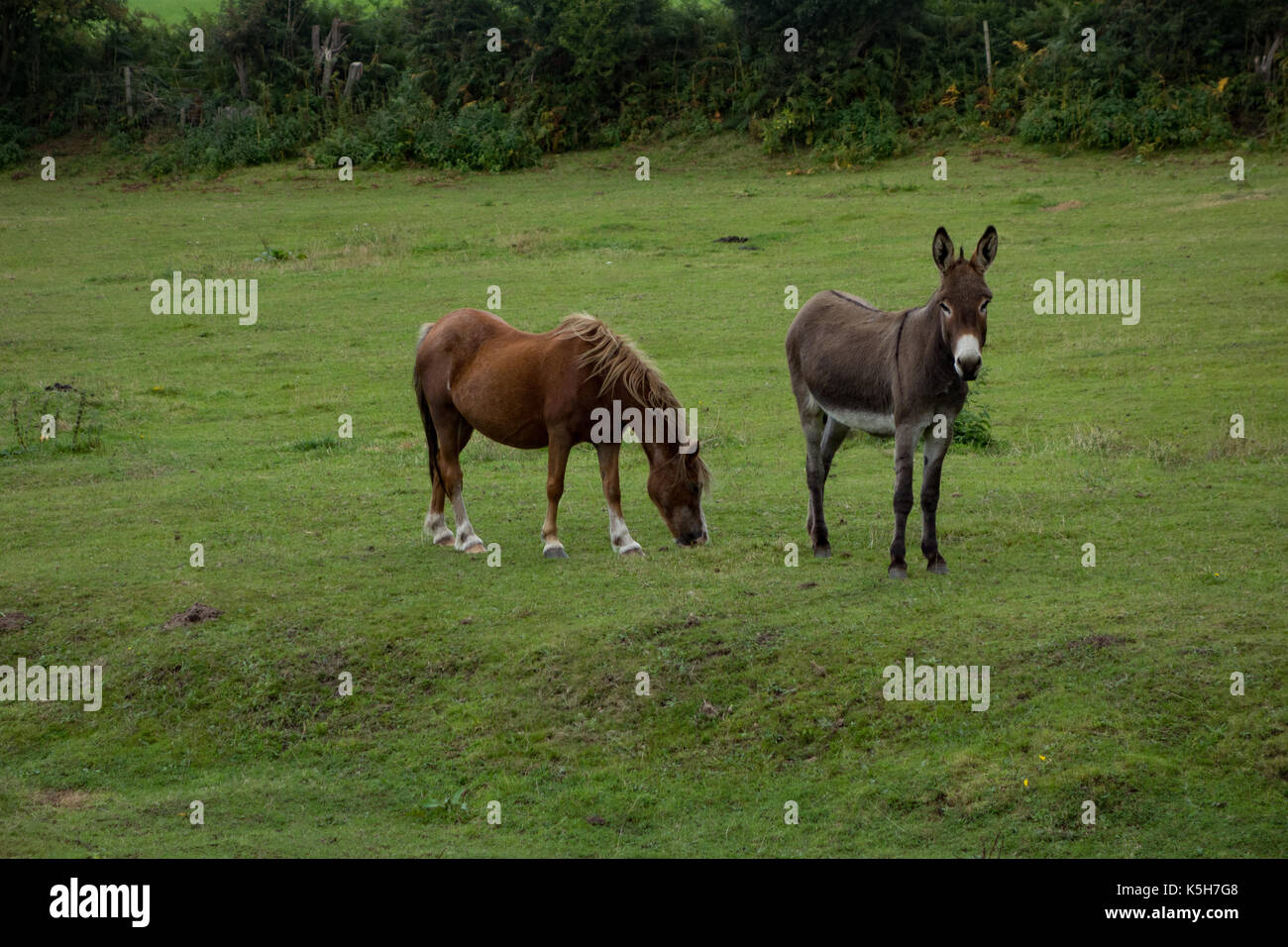 Horse donkey hi-res stock photography and images - Alamy