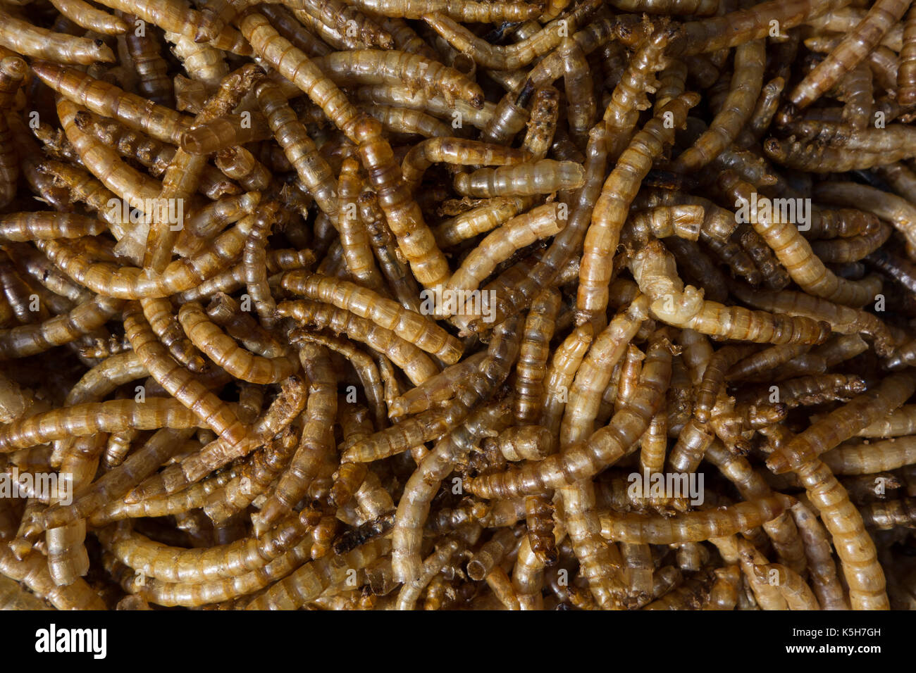 Dried insects hi-res stock photography and images - Alamy