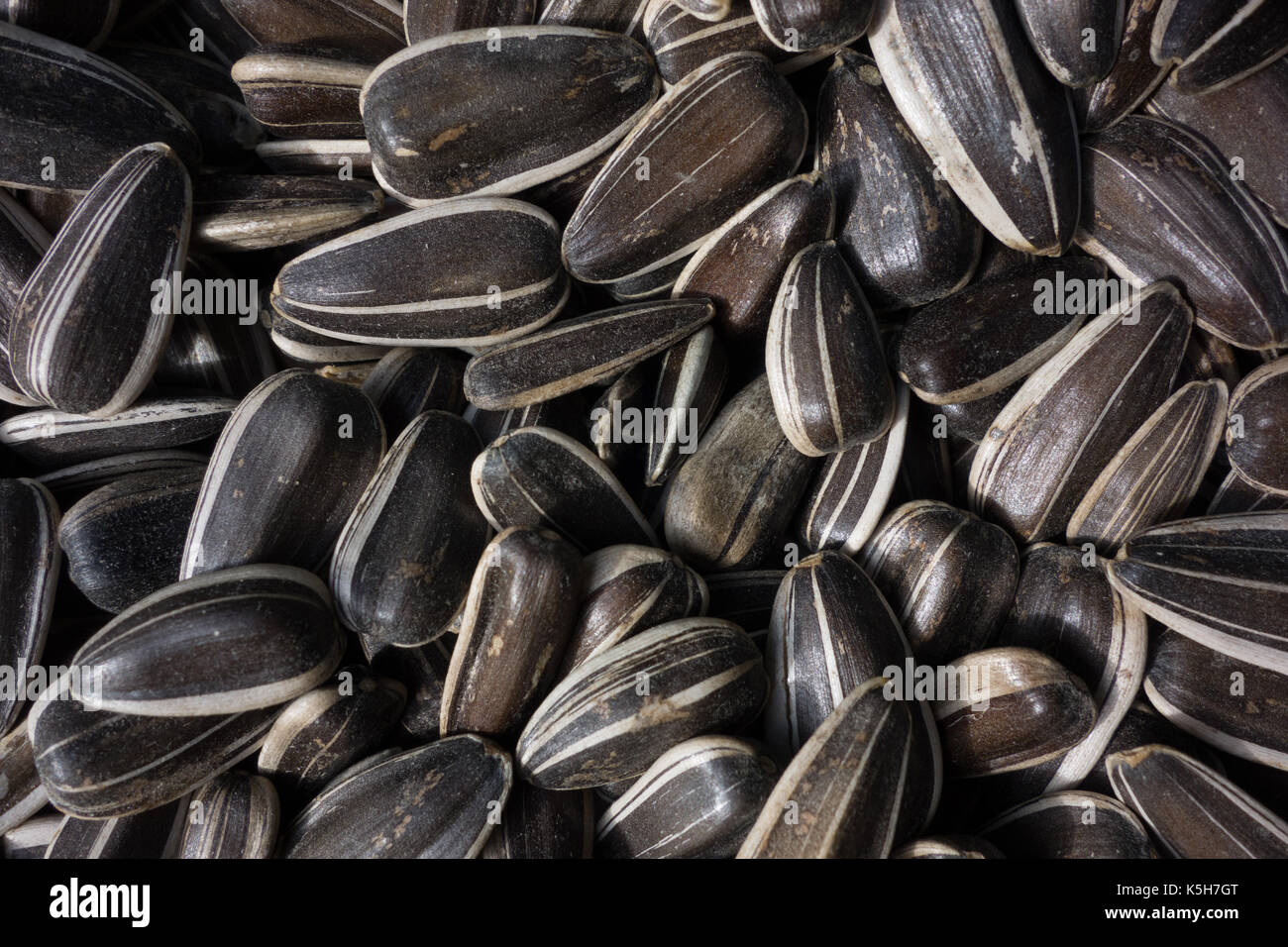 Closeup of Sunflower seeds in shells UK Stock Photo - Alamy