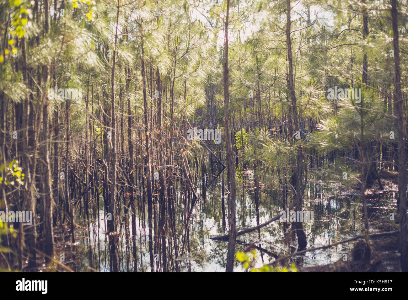 Swamp gulf of mexico hi-res stock photography and images - Alamy