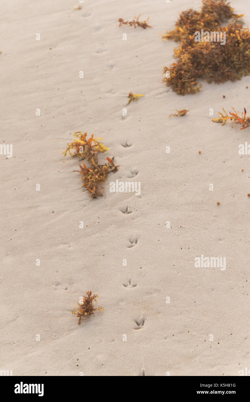 Sea life tracks hi-res stock photography and images - Alamy