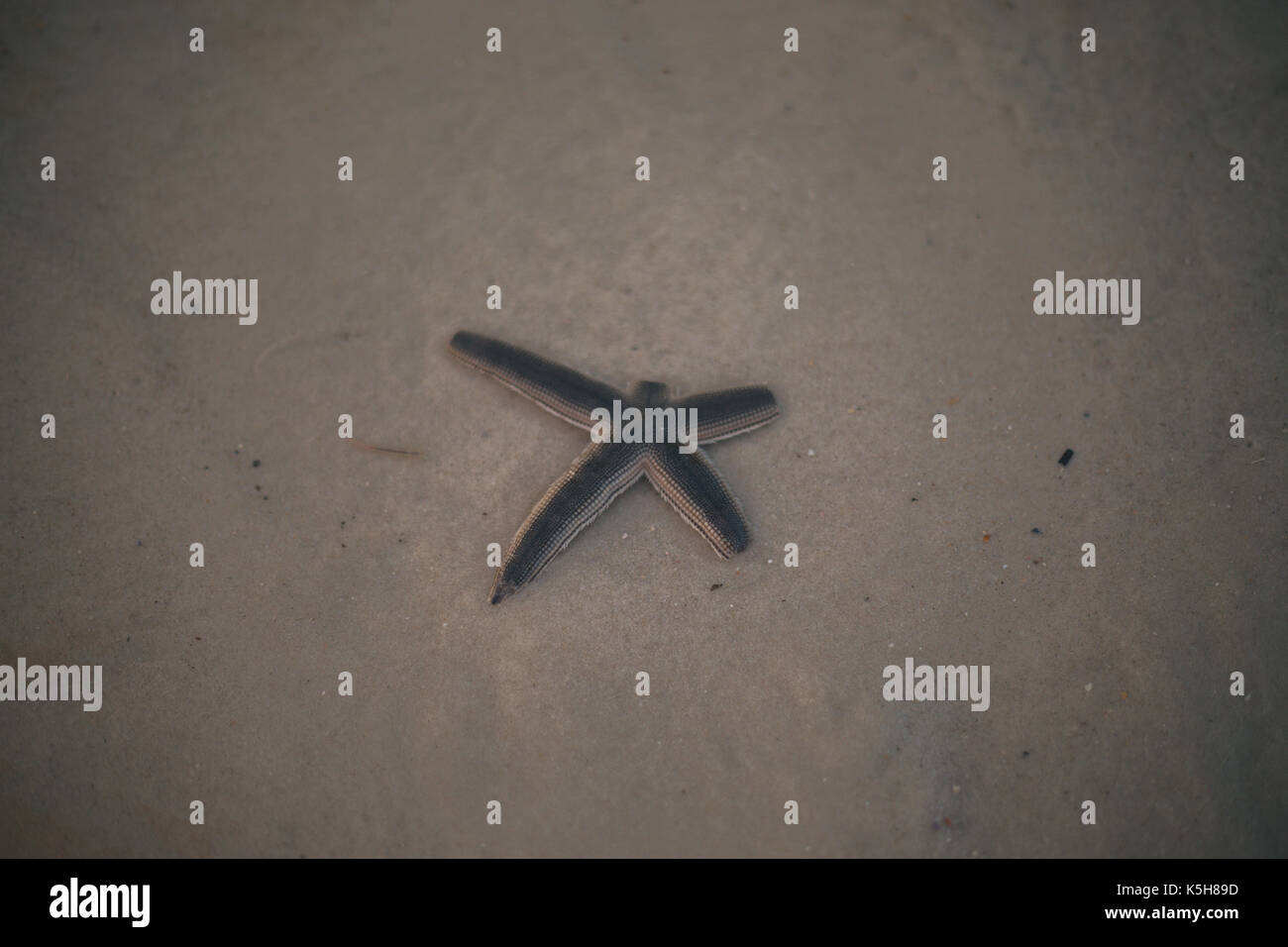 Starfish beach sand ripple hi-res stock photography and images - Alamy