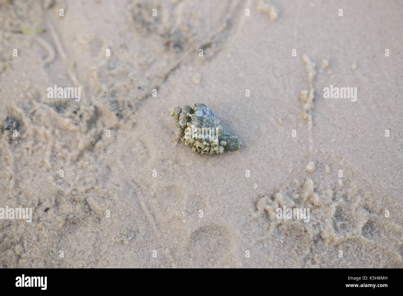 Barnacle crab hi-res stock photography and images - Alamy