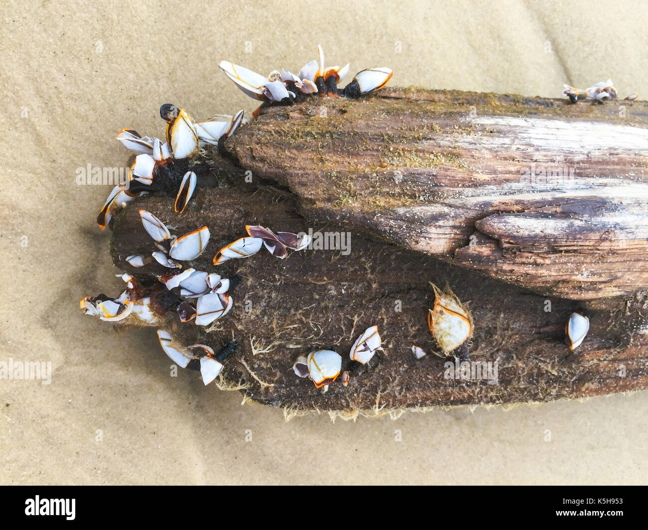 Tiny barnacles hi-res stock photography and images - Alamy