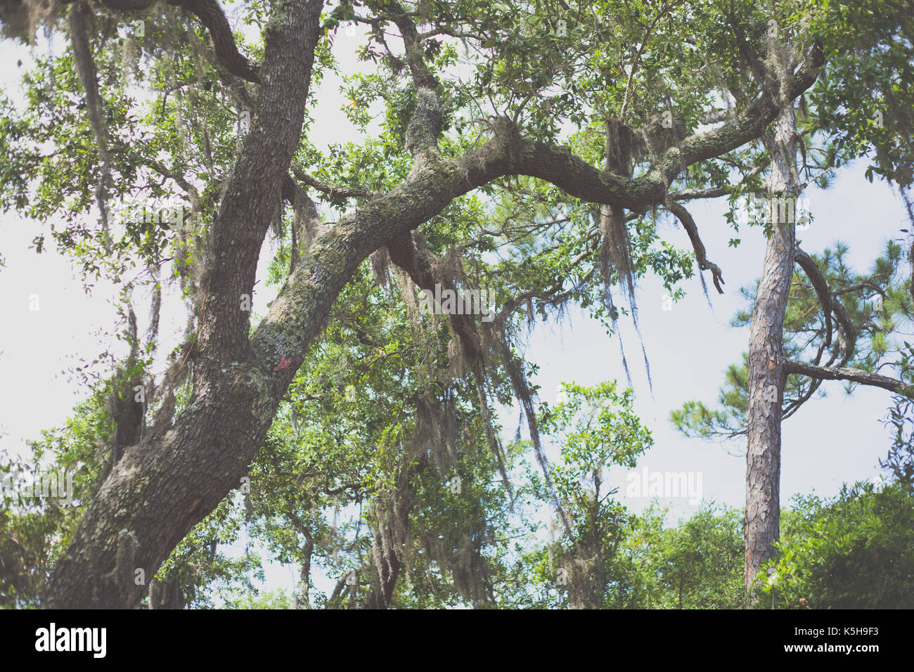 old oak tree Stock Photo - Alamy