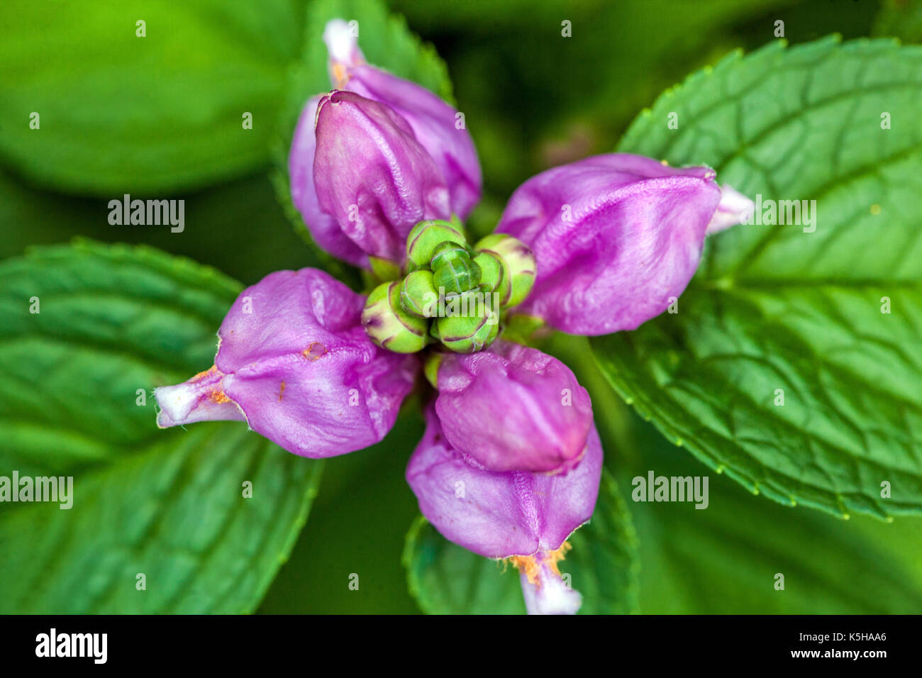 Pink Turtlehead Chelone lyonii Stock Photo - Alamy