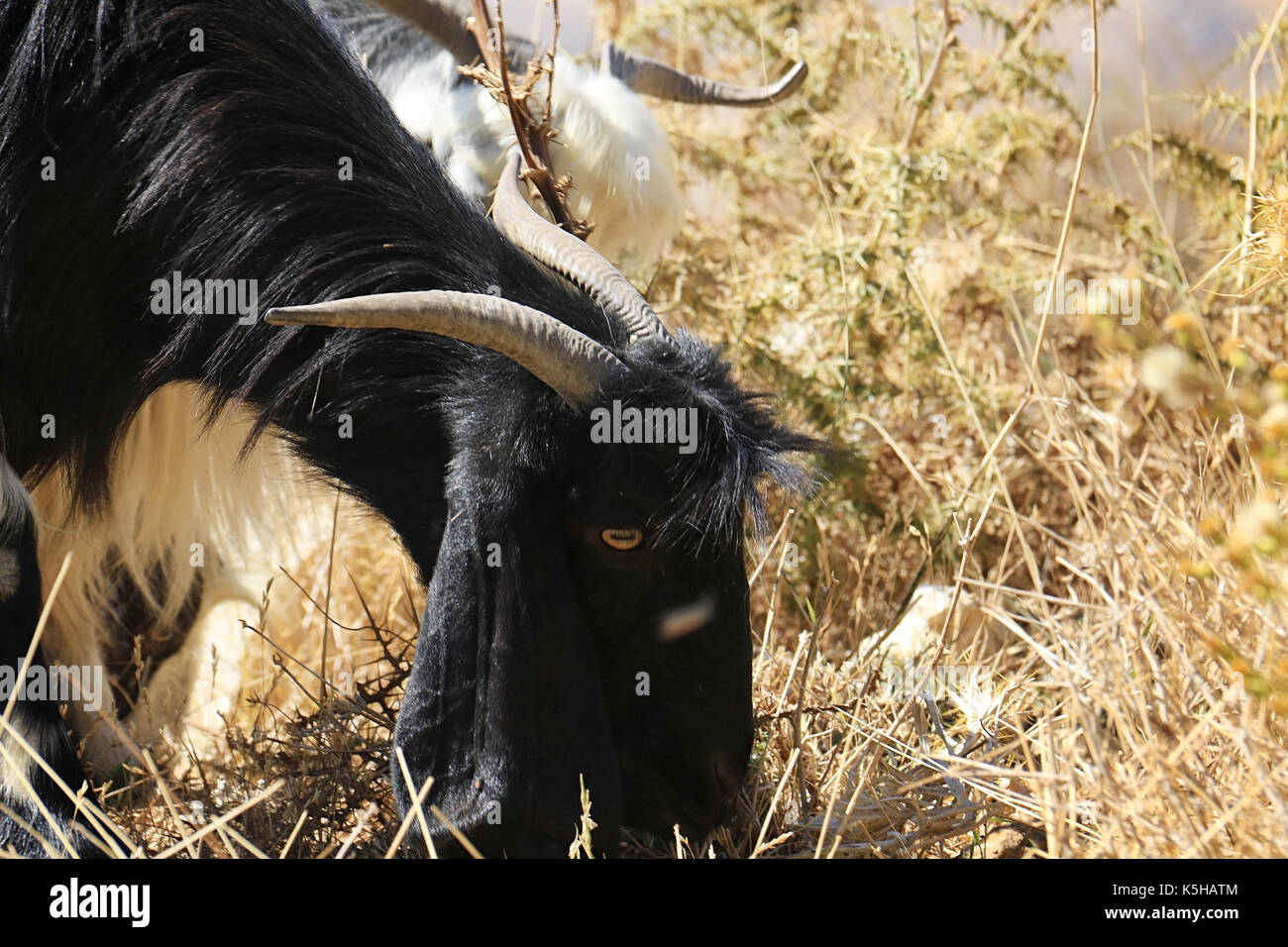A black goat eating dried grass Stock Photo - Alamy