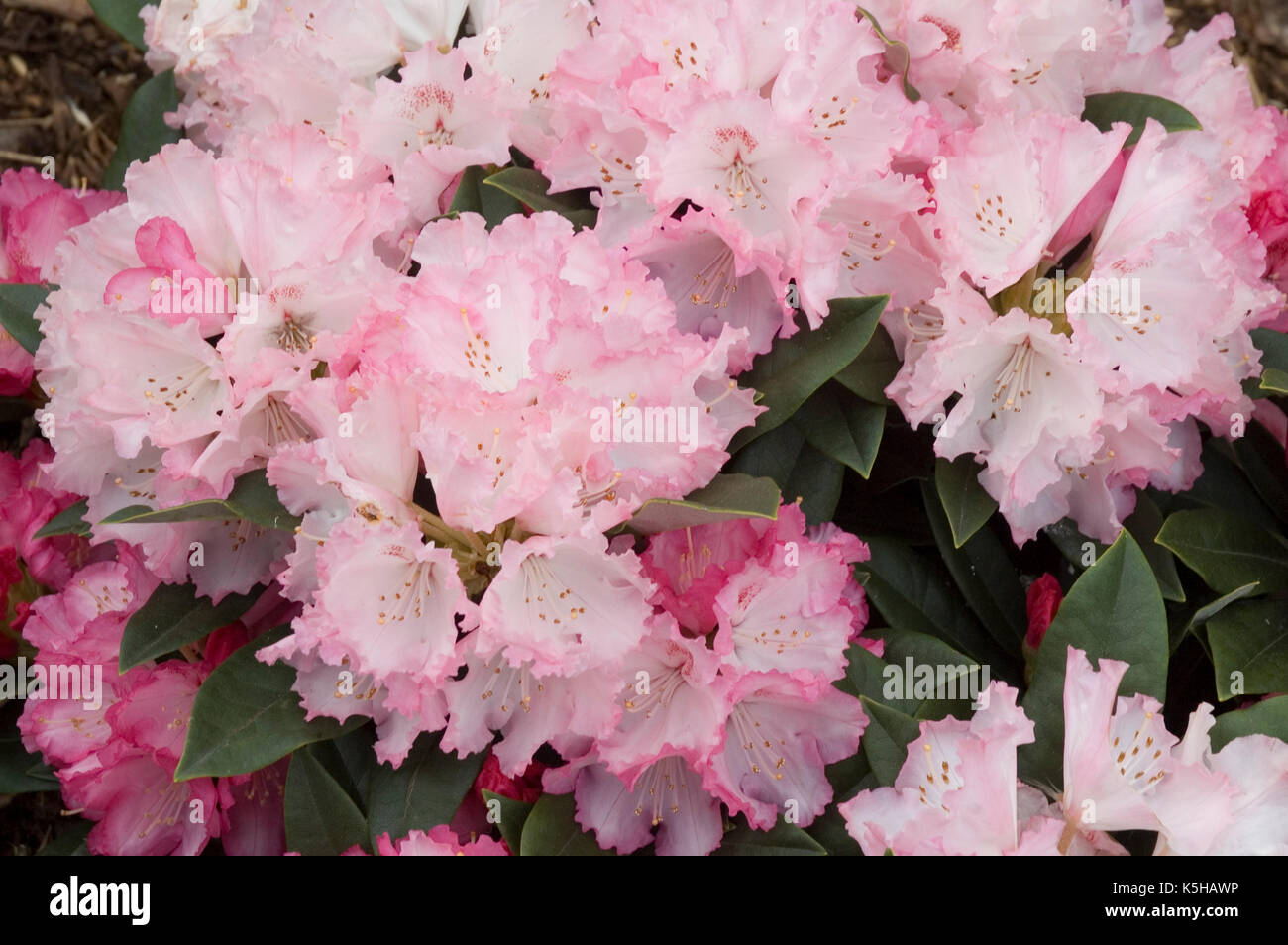 pink rhododendron flowers Stock Photo - Alamy