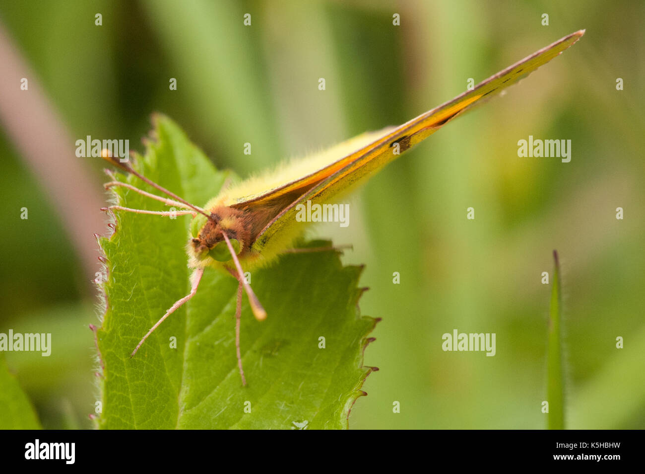Clouded yellow butterfly hi-res stock photography and images - Alamy