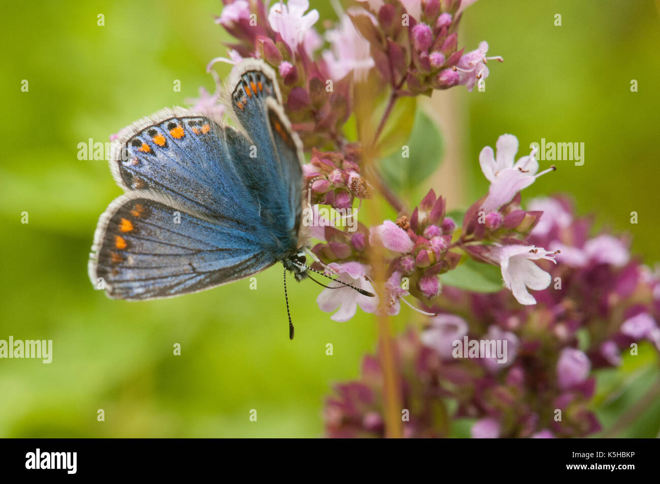 Female Common Blue butterfly nectaring Stock Photo - Alamy