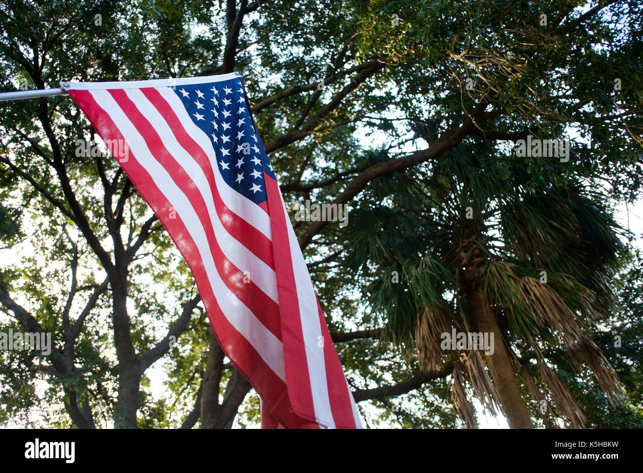 The American Flag with backdrop of tree Stock Photo - Alamy
