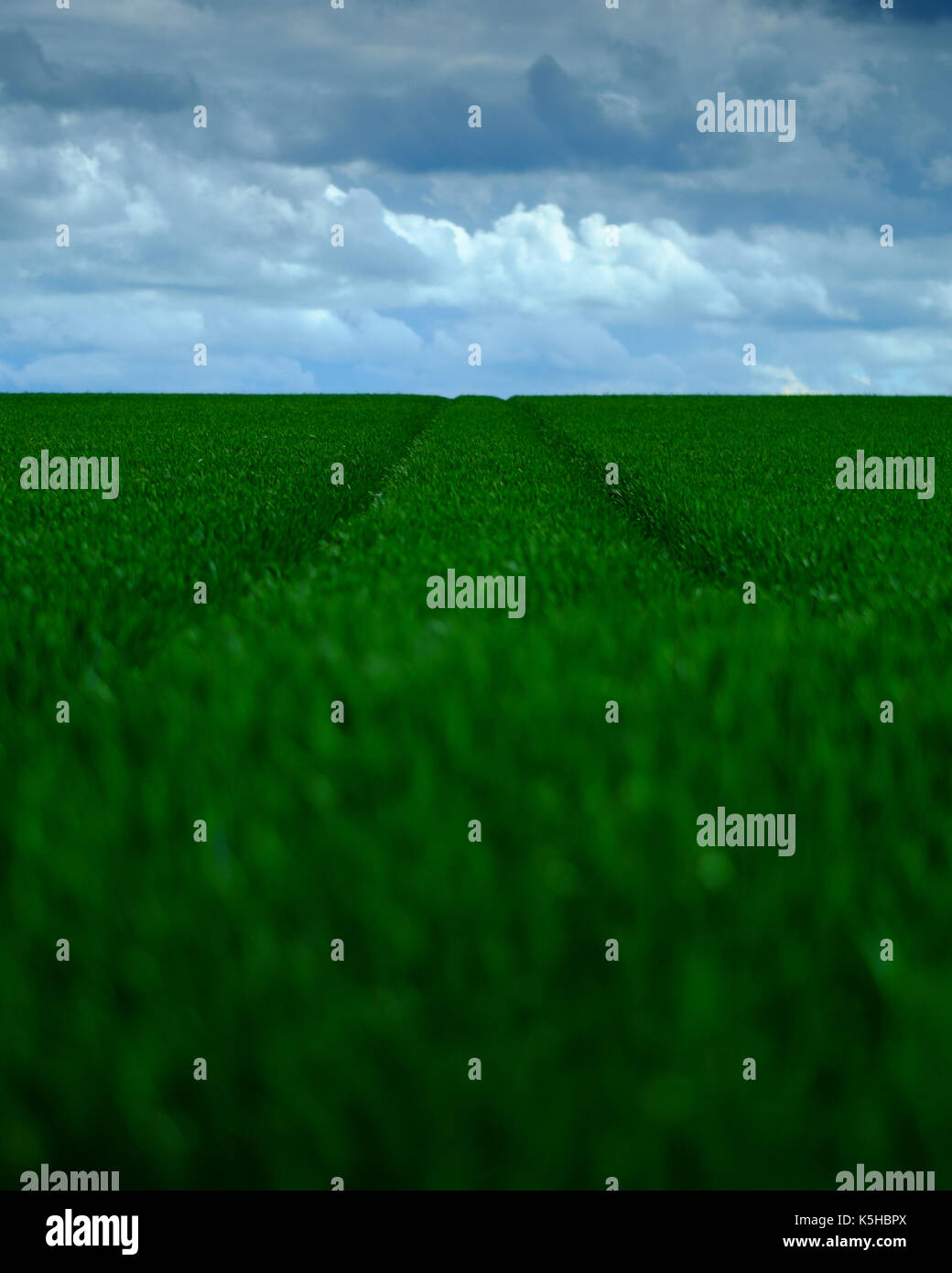 Low view of field with grass with backdrop of skies Stock Photo - Alamy