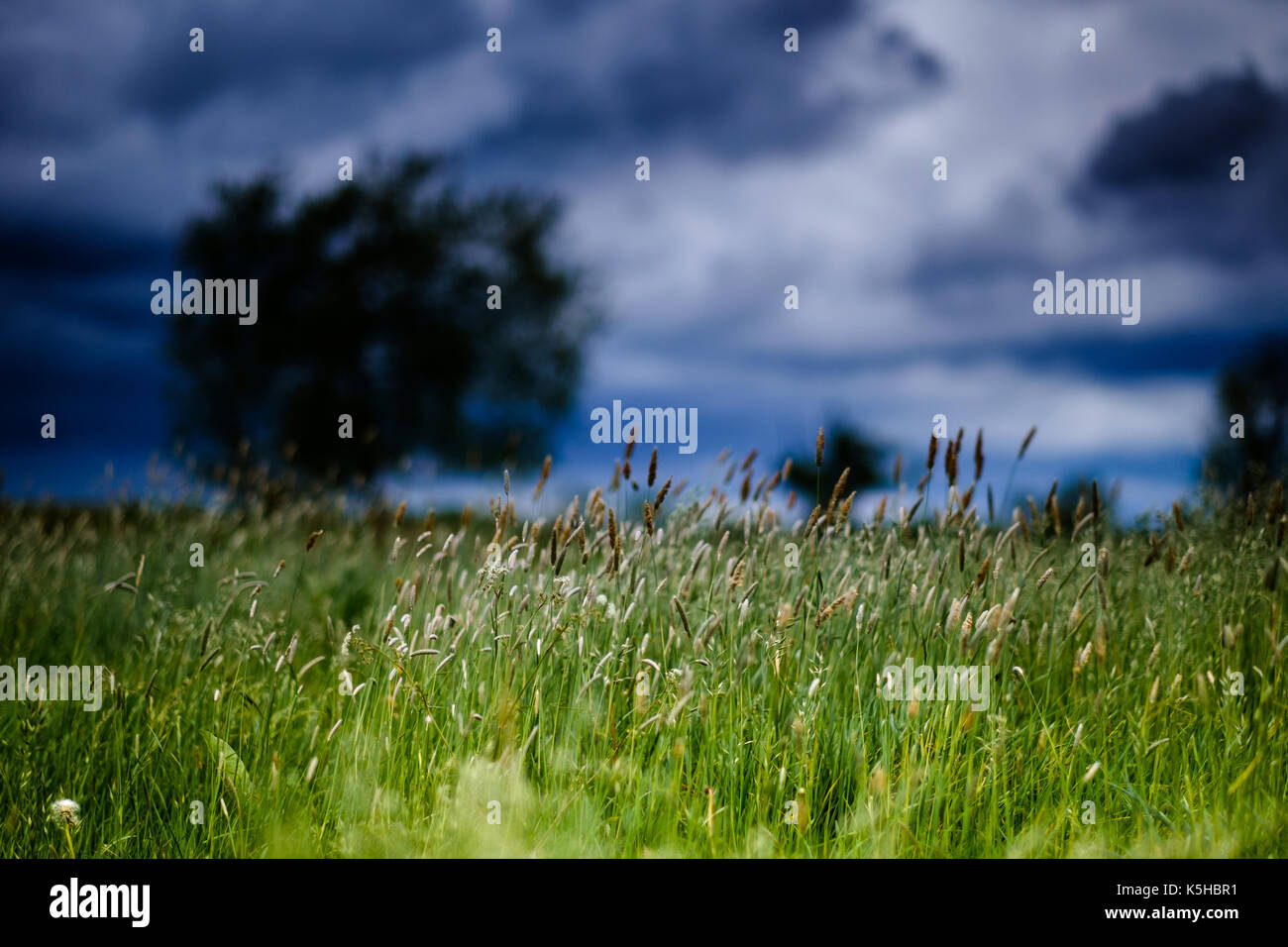 Low view of field with grass with backdrop of skies Stock Photo - Alamy
