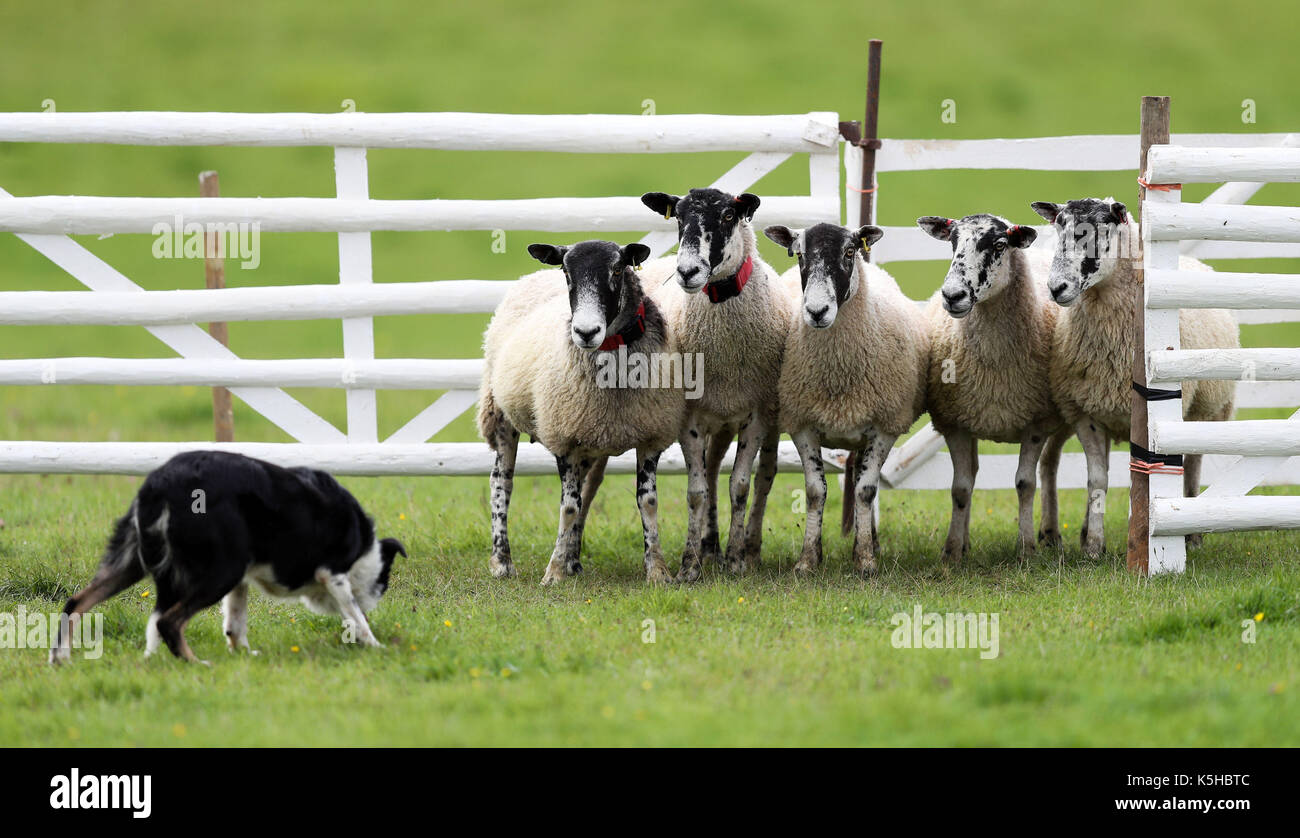 Sheep international sheep dog trials hi-res stock photography and ...