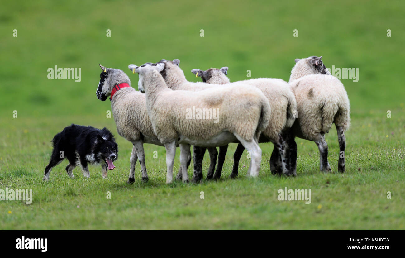 A sheep dog rounds up sheep during the International Sheep Dog Trials ...