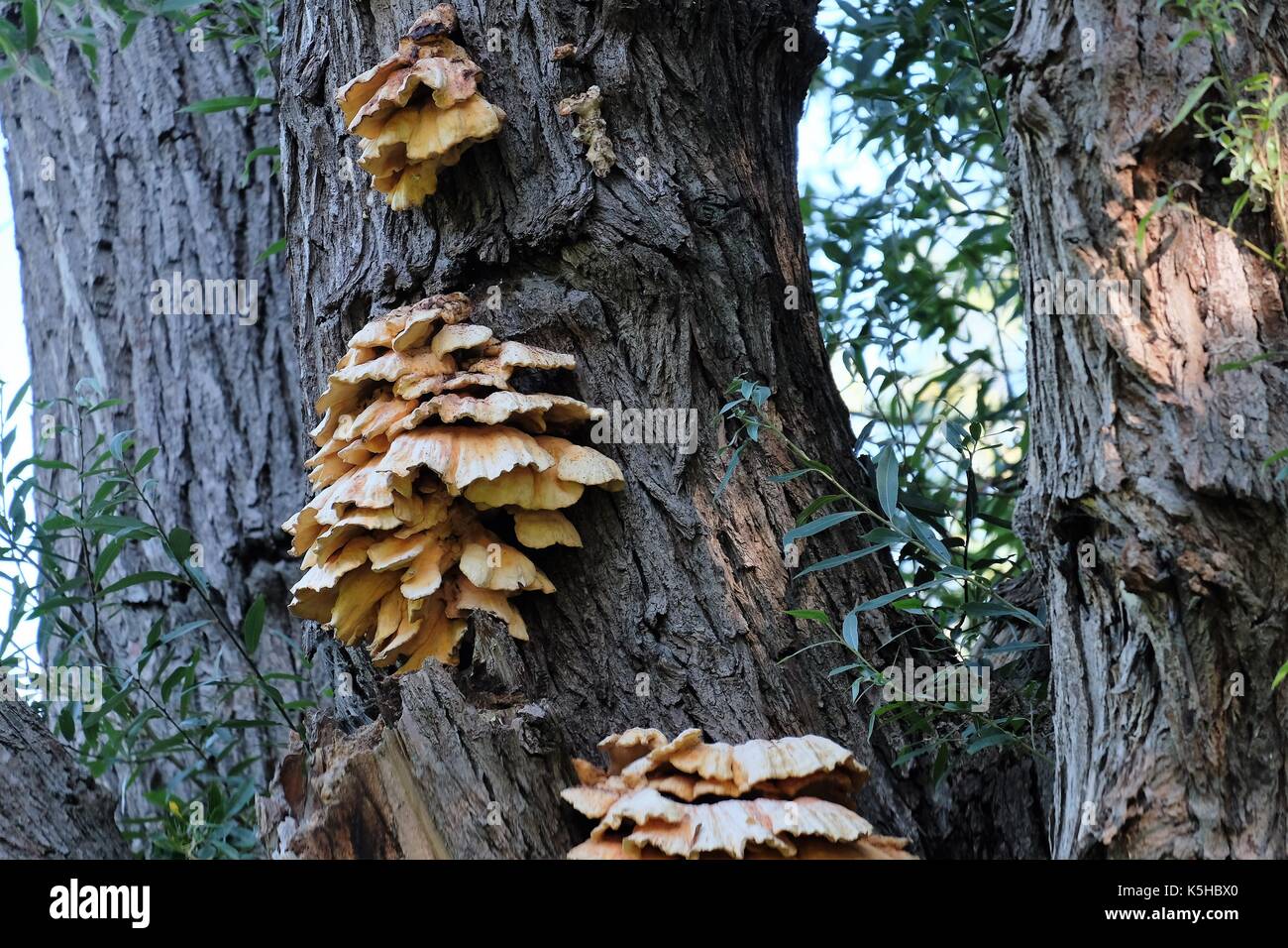 Parasite On Oyster Shell Trees