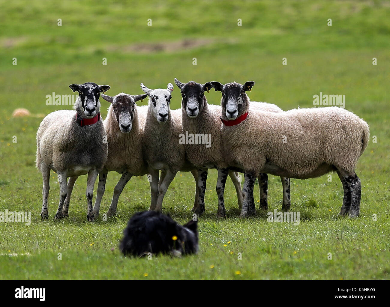 A sheep dog rounds up sheep during the International Sheep Dog Trials ...