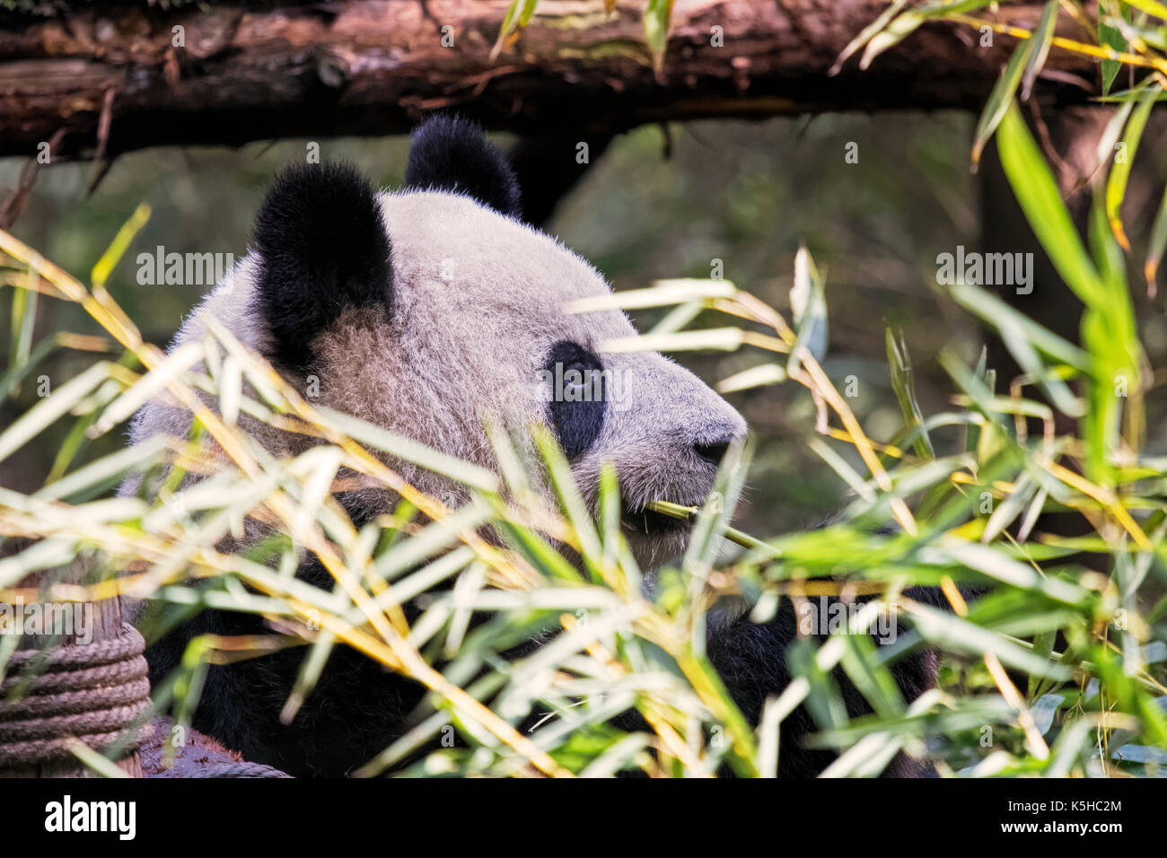 Adult Giant Panda eating bamboo at the Chengdu Research Base of Giant ...