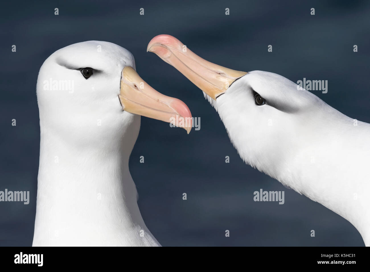 Courtship black browed albatross hi-res stock photography and images ...