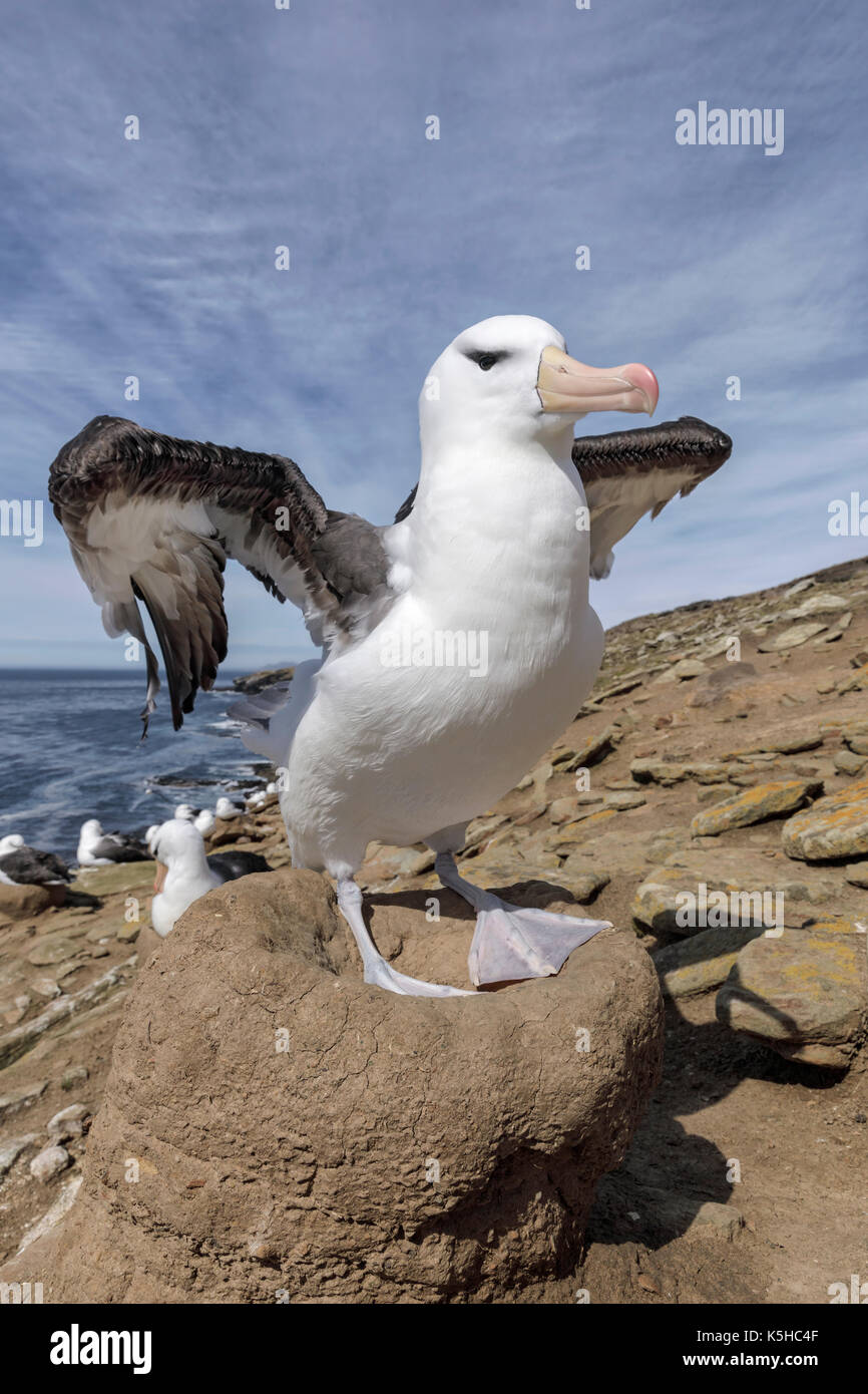 Albatross flapping wings hi-res stock photography and images - Alamy