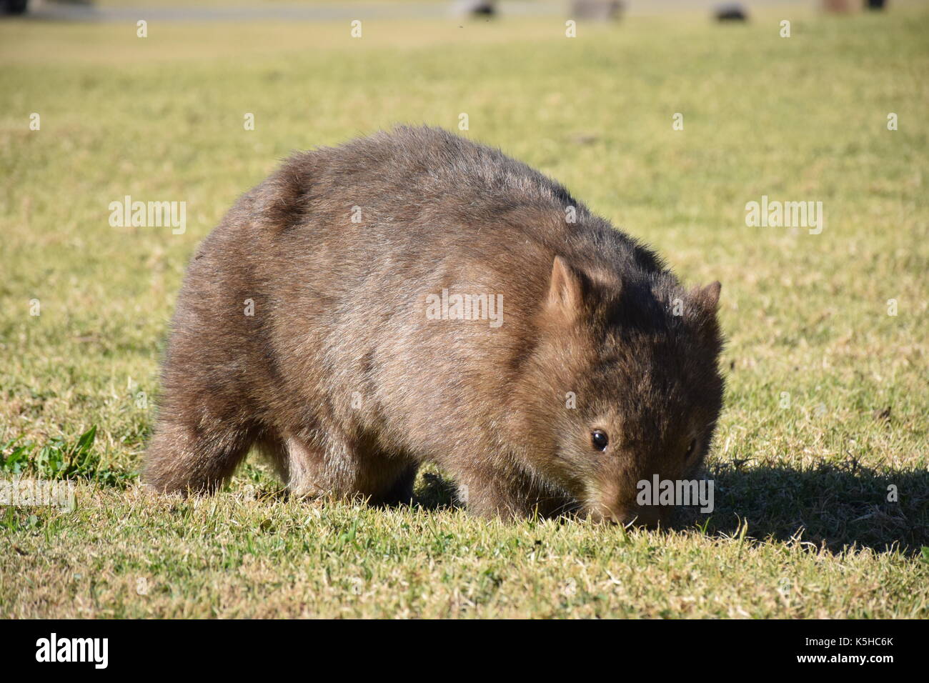 Big wombat australia hi-res stock photography and images - Alamy