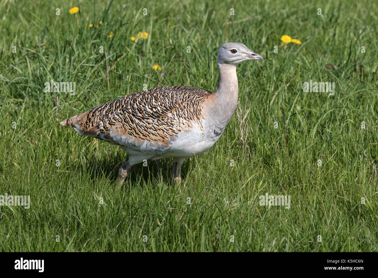 Female great bustard hi-res stock photography and images - Alamy