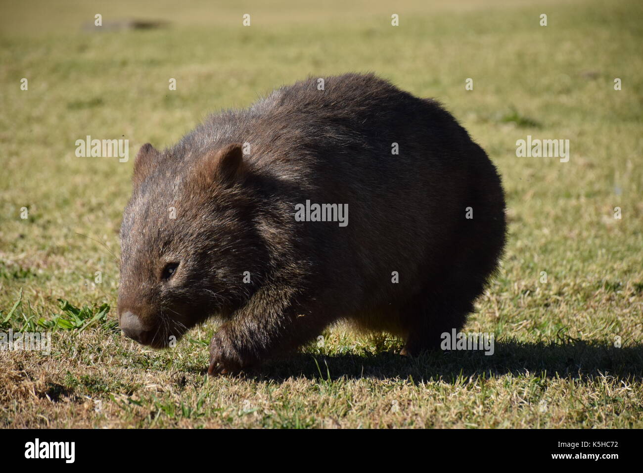 Big wombat australia hi-res stock photography and images - Alamy