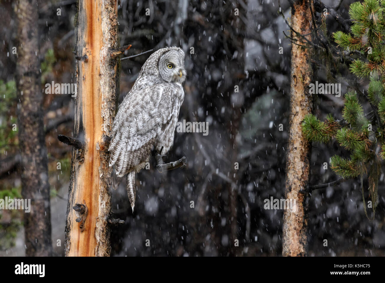 Great Gray Owl Stock Photo - Alamy