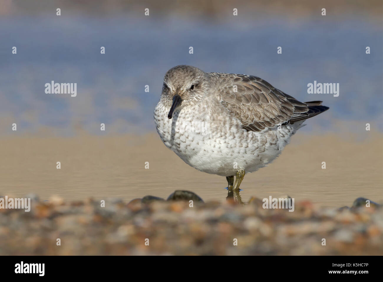 Red knot migratory bird hi-res stock photography and images - Alamy