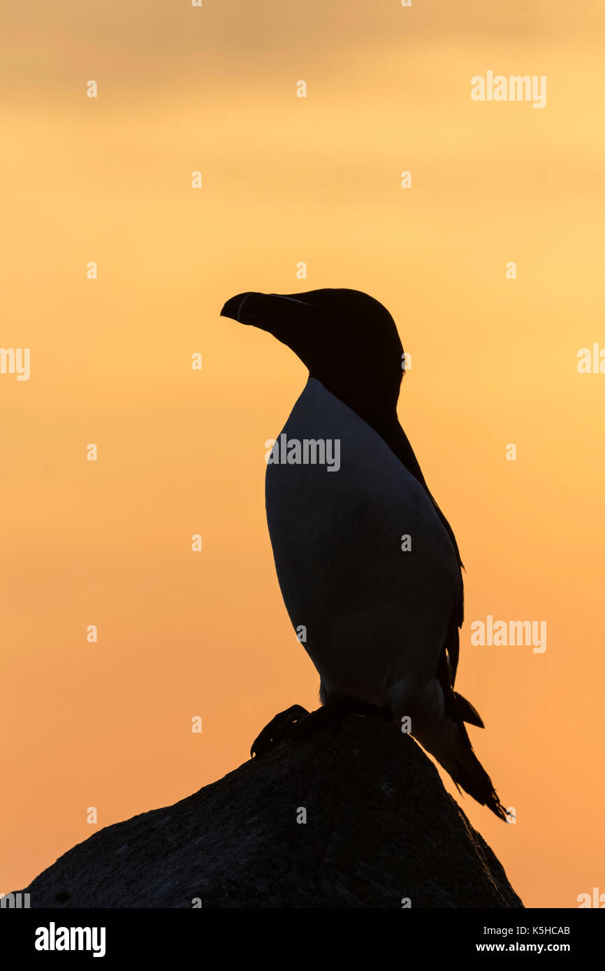 Species razorbill hi-res stock photography and images - Alamy