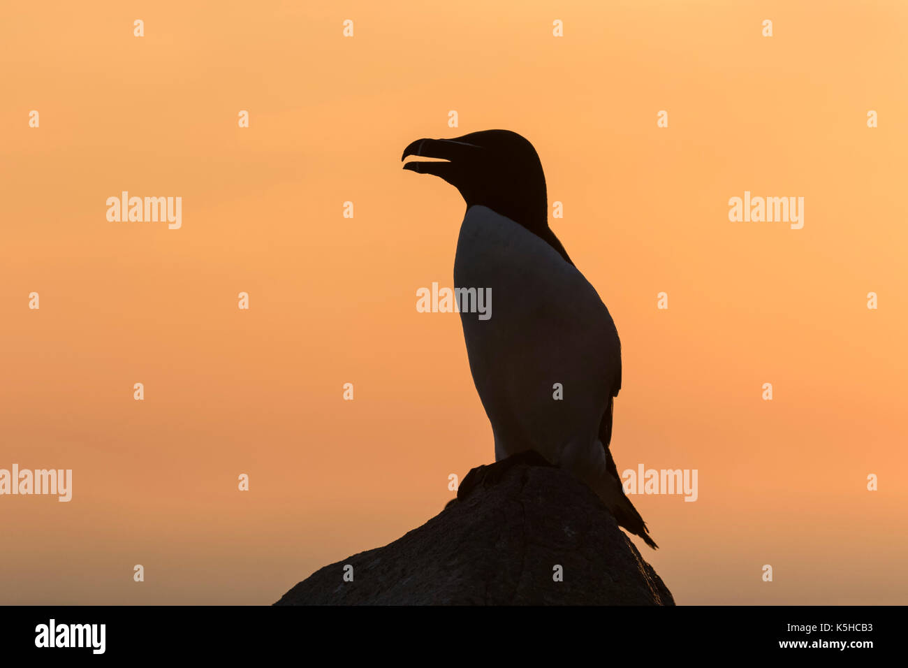 Razorbill auk hi-res stock photography and images - Alamy