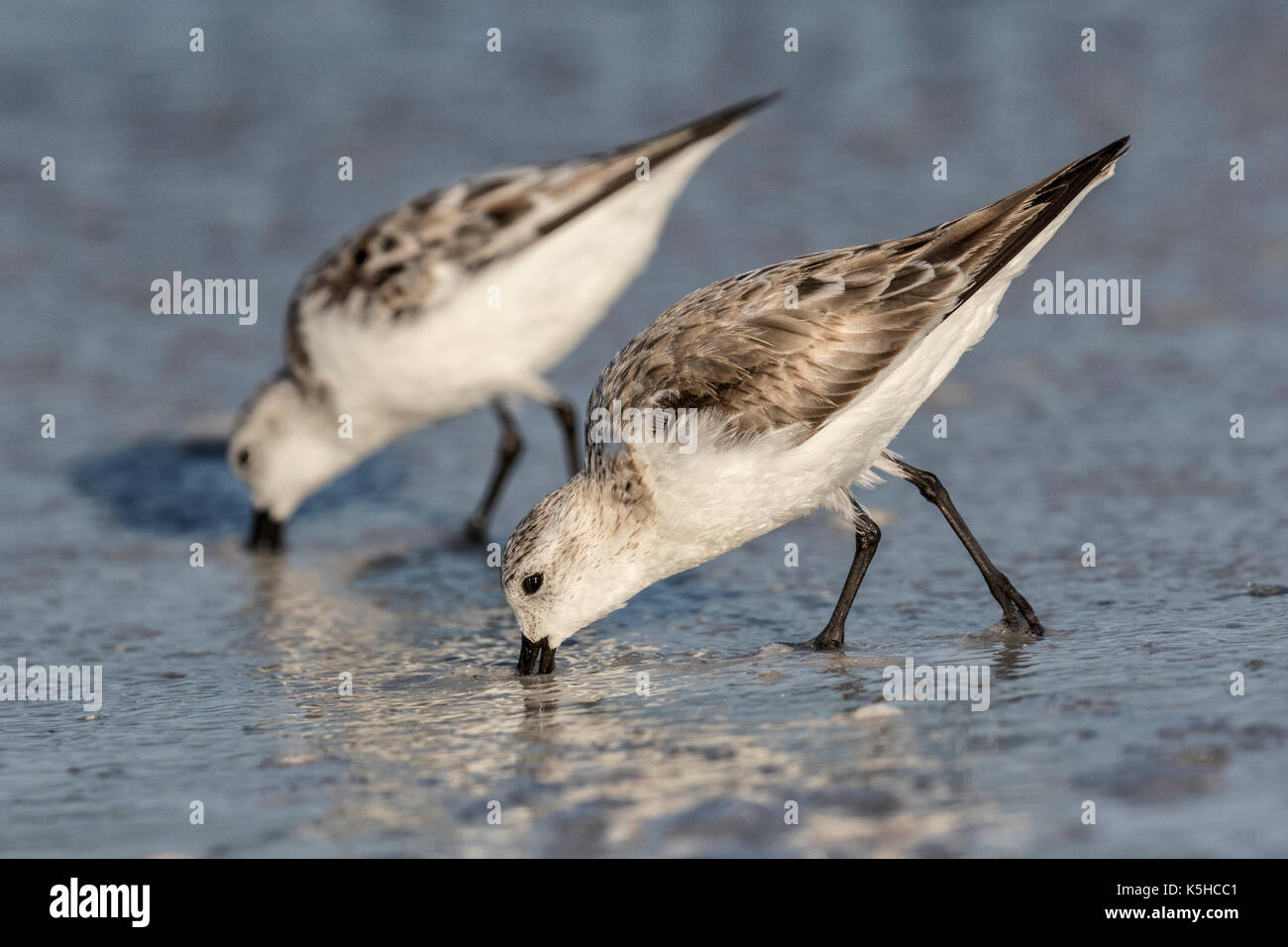 Shorebird image hi-res stock photography and images - Alamy